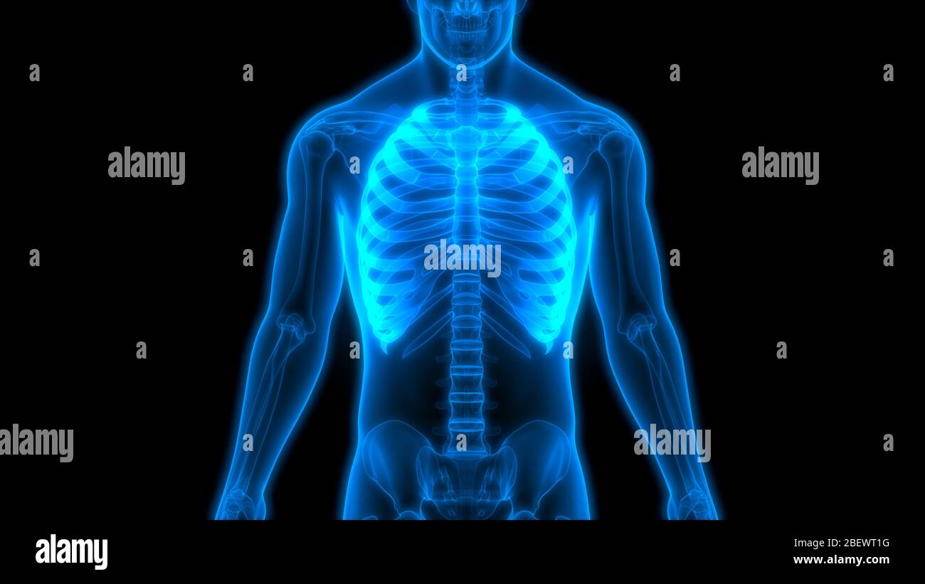 Human Skeleton System Bone Joints Anatomy Stock Photo - Alamy