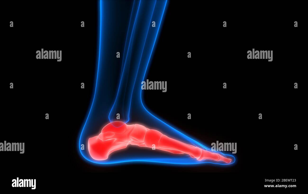 Human Skeleton System Bone Joints Anatomy Stock Photo - Alamy