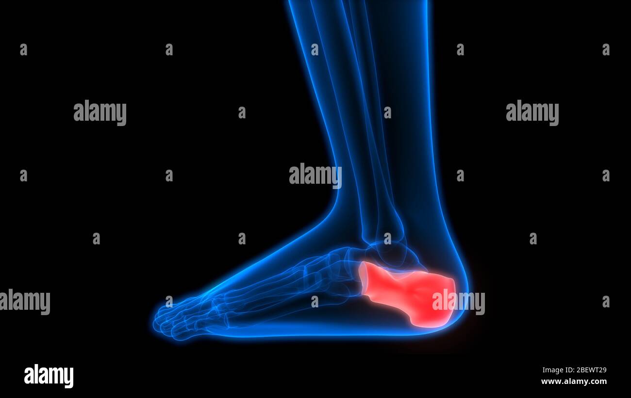 Human Skeleton System Bone Joints Anatomy Stock Photo Alamy human-skeleton-system-bone-joints-anatomy-stock-photo-alamy