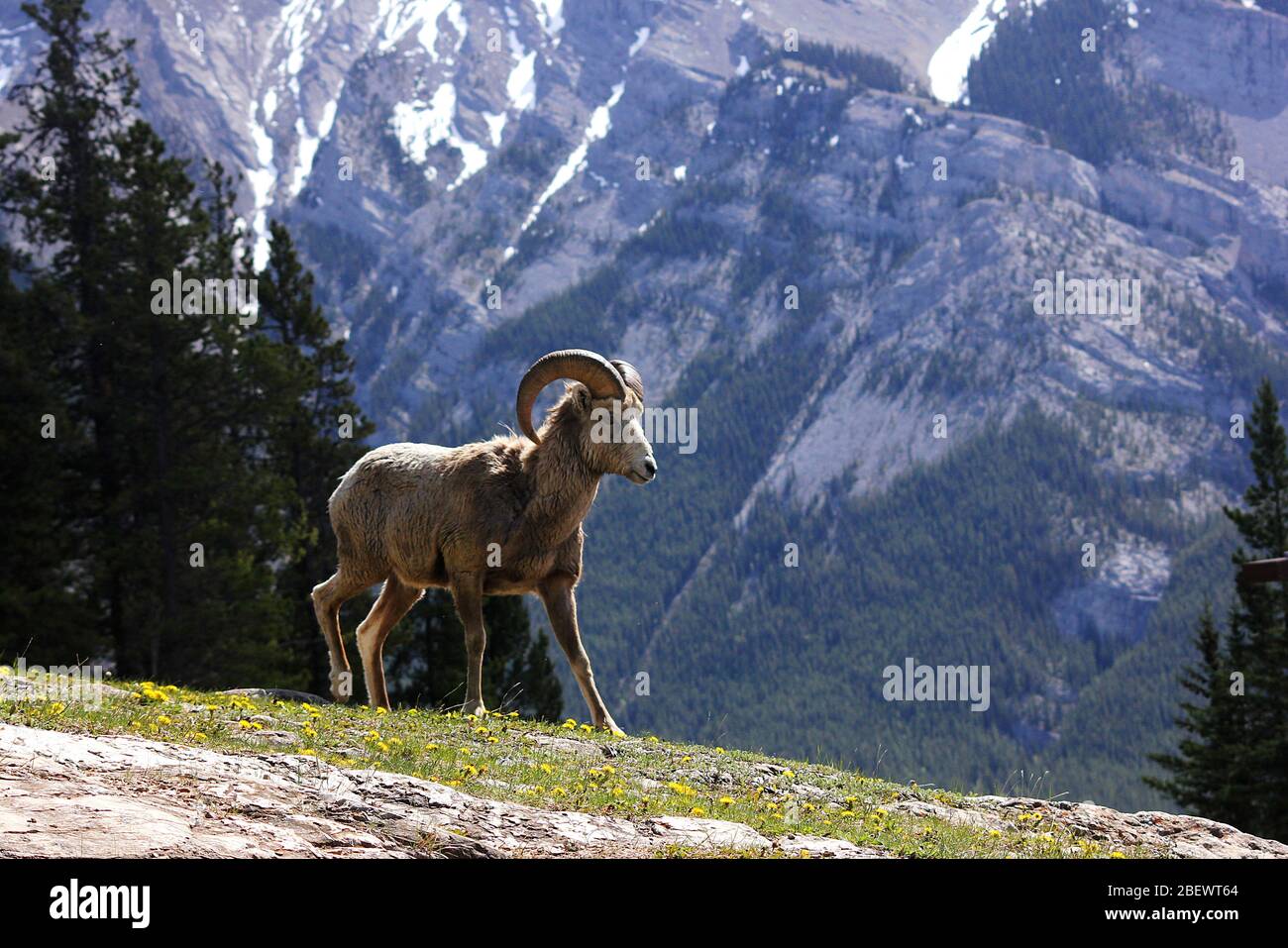 A Bighorn Sheep (Ovis canadensis) in the Rocky Mountains just outside ...