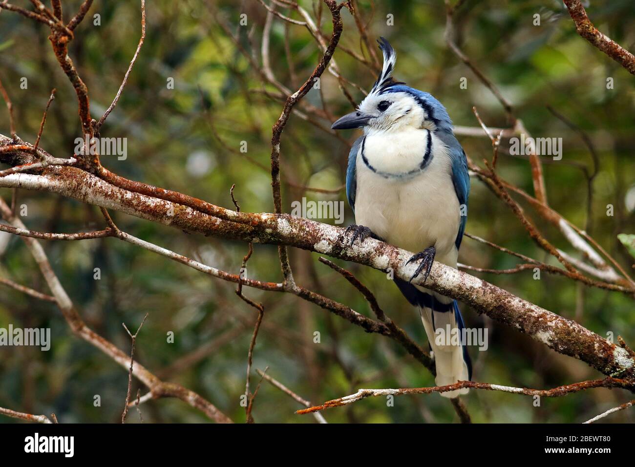Arenal volcano national park animal hi-res stock photography and images ...