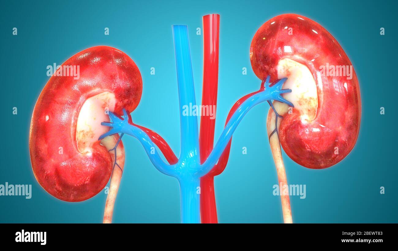 Human Urinary System Kidneys with Bladder Anatomy Stock Photo - Alamy
