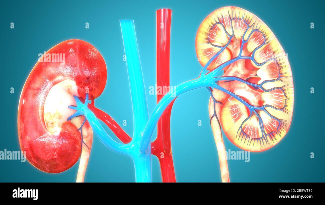Human Urinary System Kidneys with Bladder Anatomy Stock Photo - Alamy