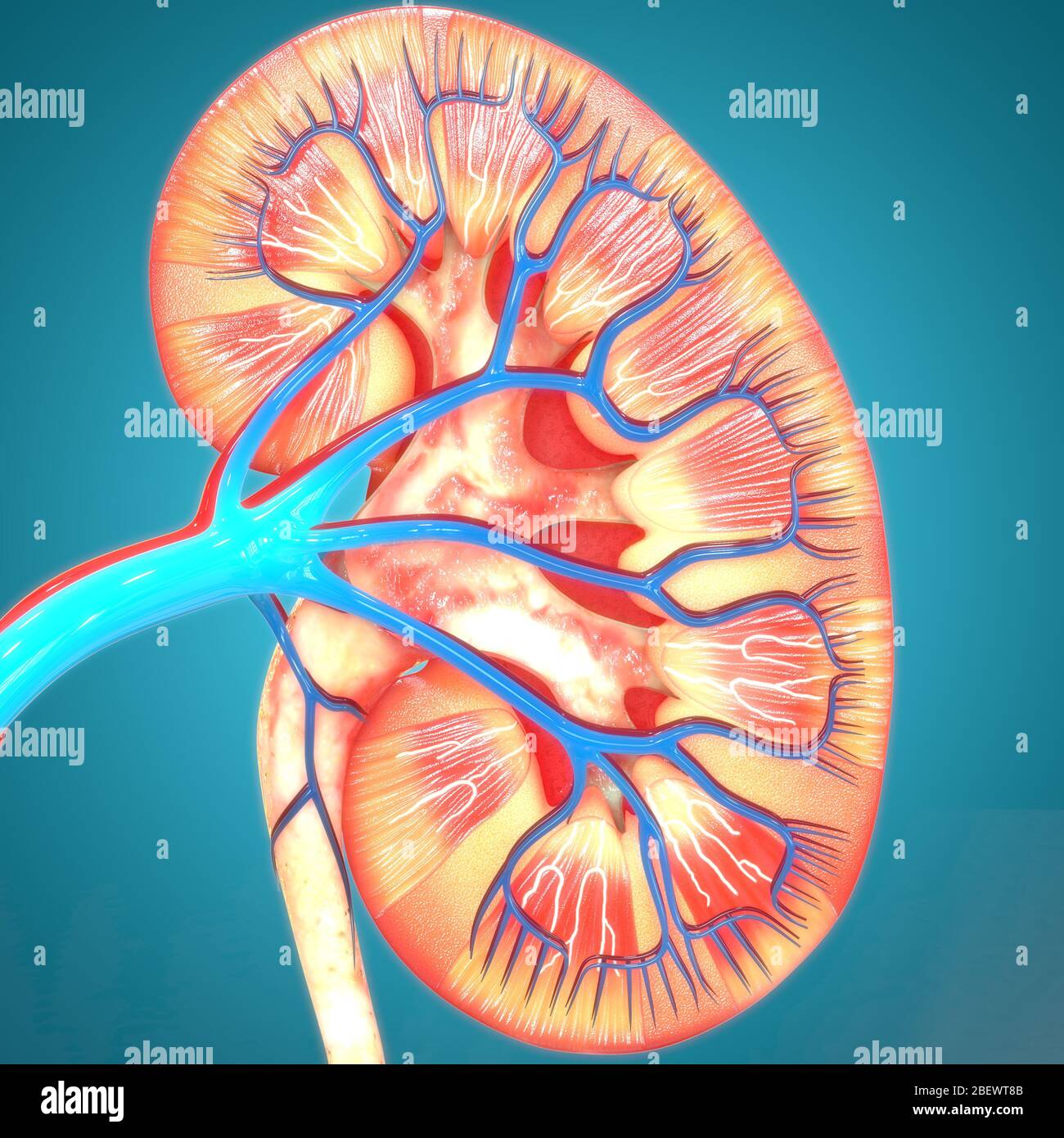 Human Urinary System Kidneys with Bladder Anatomy Stock Photo - Alamy