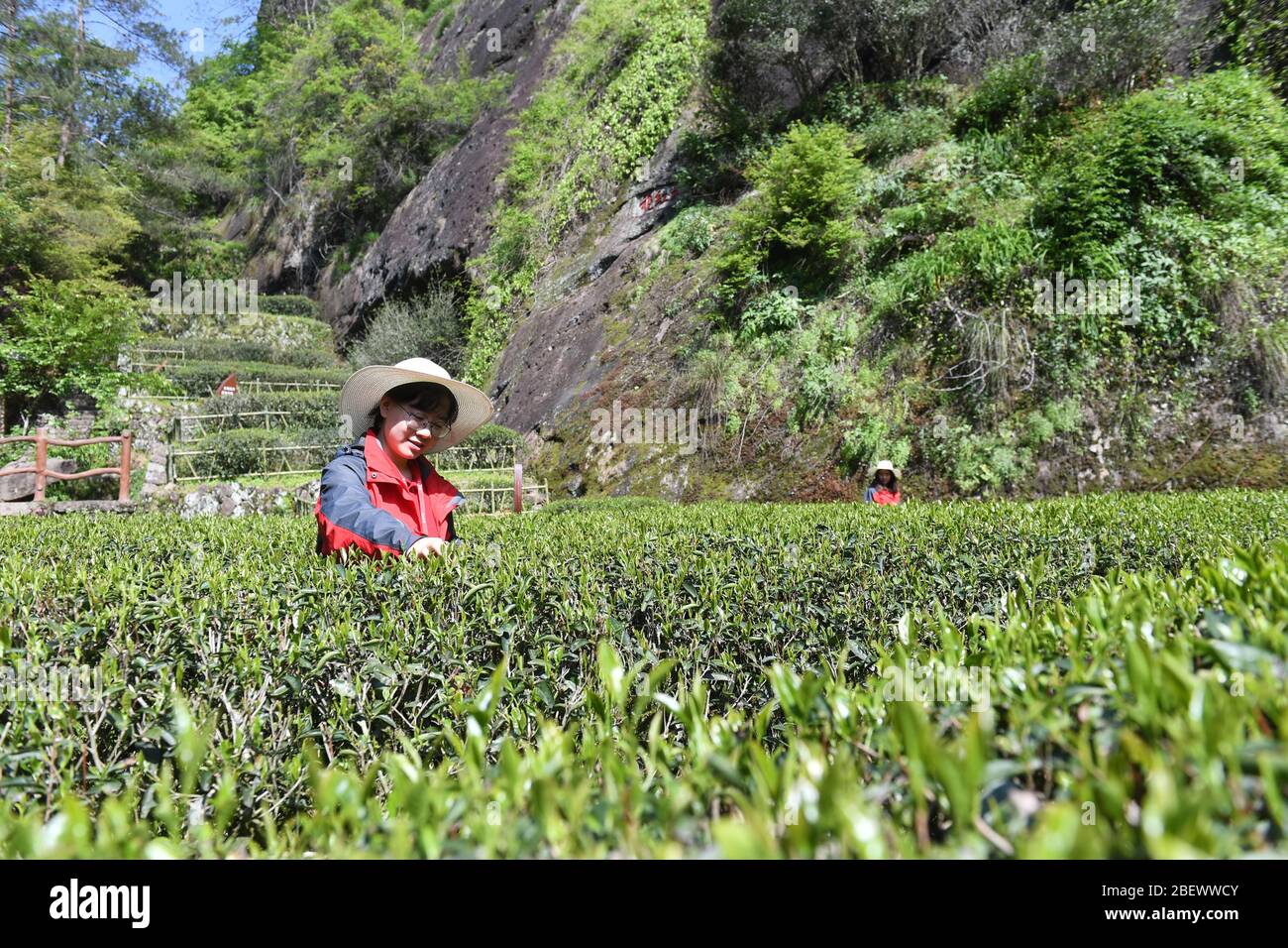 Tea garden fujian hi-res stock photography and images - Alamy