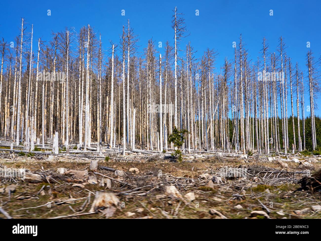 Dying forest in Germany. Through climate change, drought and bark ...