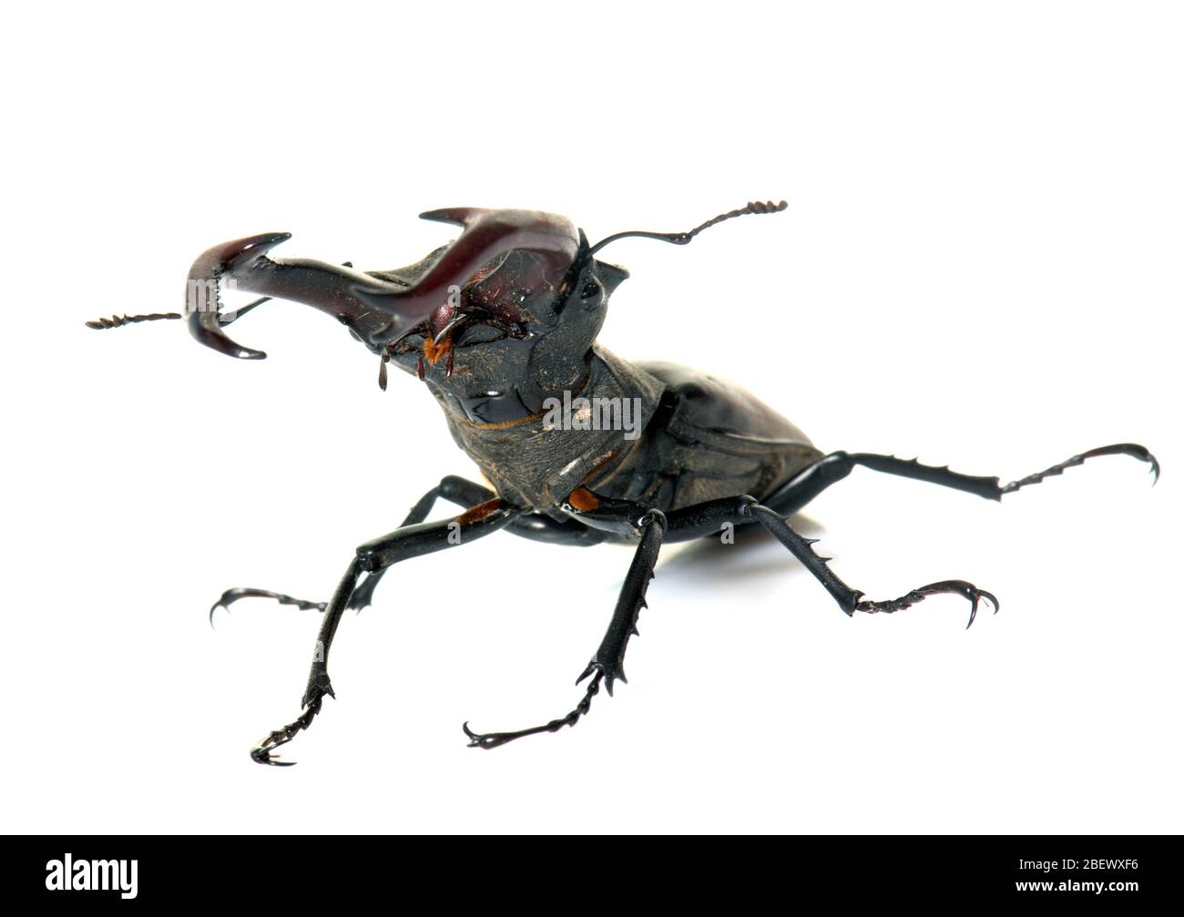 Lucanus cervus in front of white background Stock Photo - Alamy