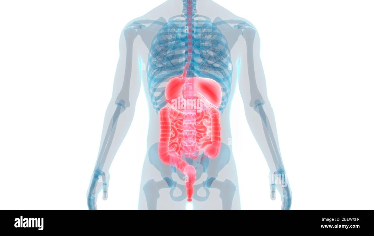 Human Internal Digestive System Organs Anatomy Stock Photo - Alamy