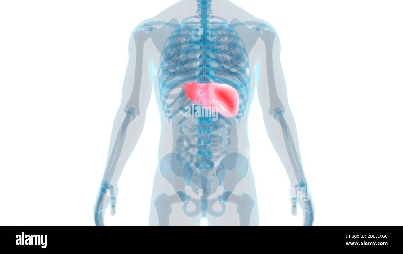 Human Internal Digestive Organ Liver Anatomy Stock Photo - Alamy