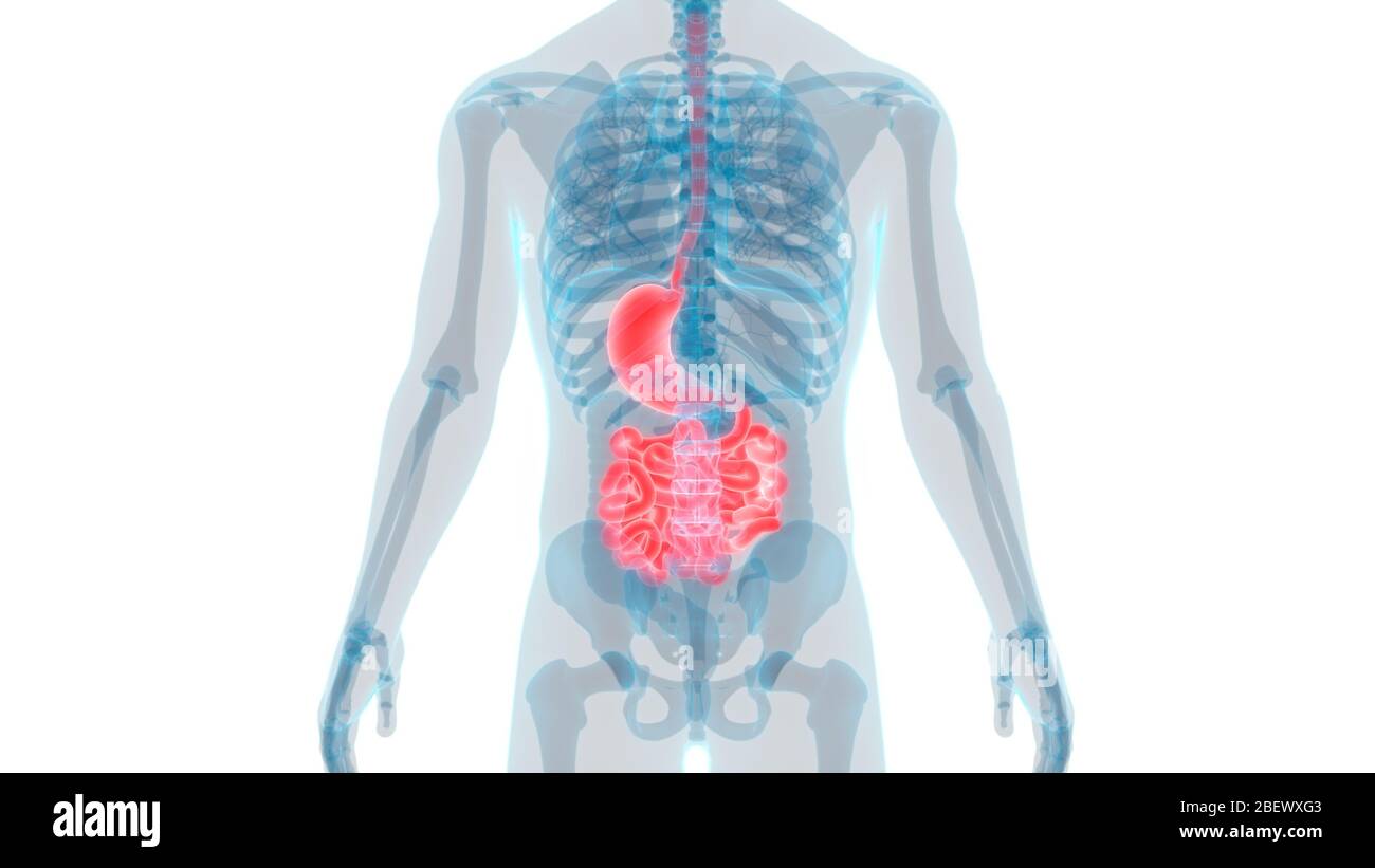 Human Internal Digestive System Organs Stomach with Small Intestine ...