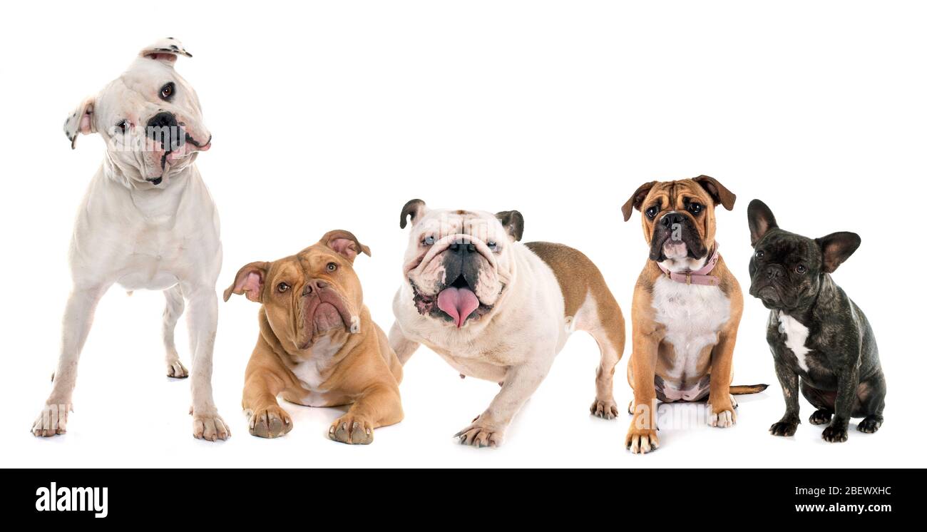 English french american bulldog Cut Out Stock Images & Pictures - Alamy
