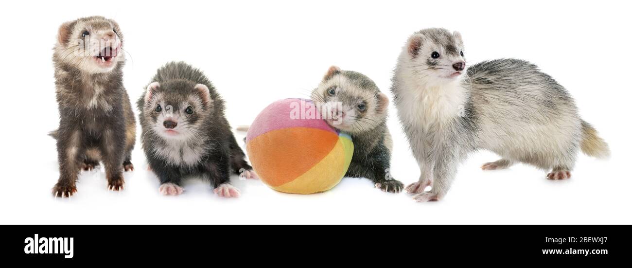 group of ferrets in front of white background Stock Photo - Alamy