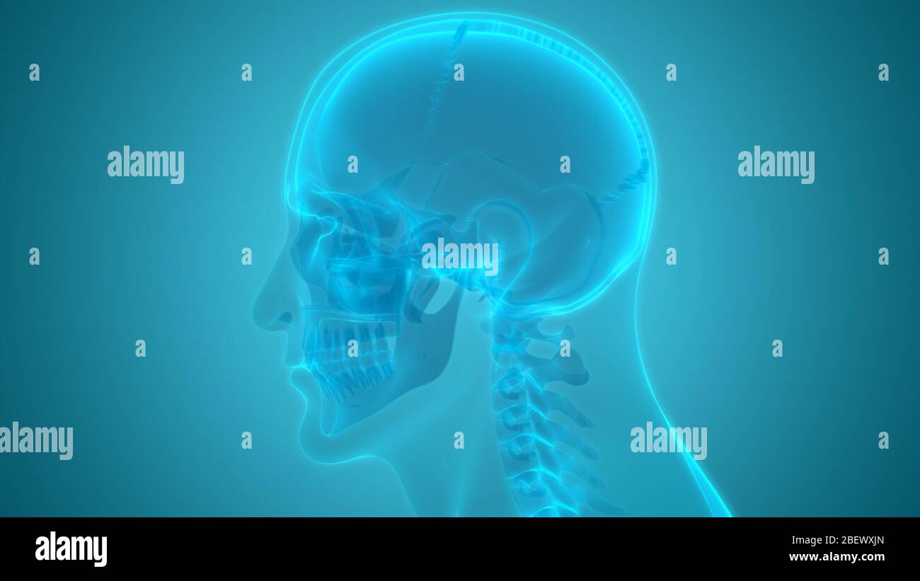 Human Skeleton System Skull Bone Parts Anatomy Stock Photo - Alamy