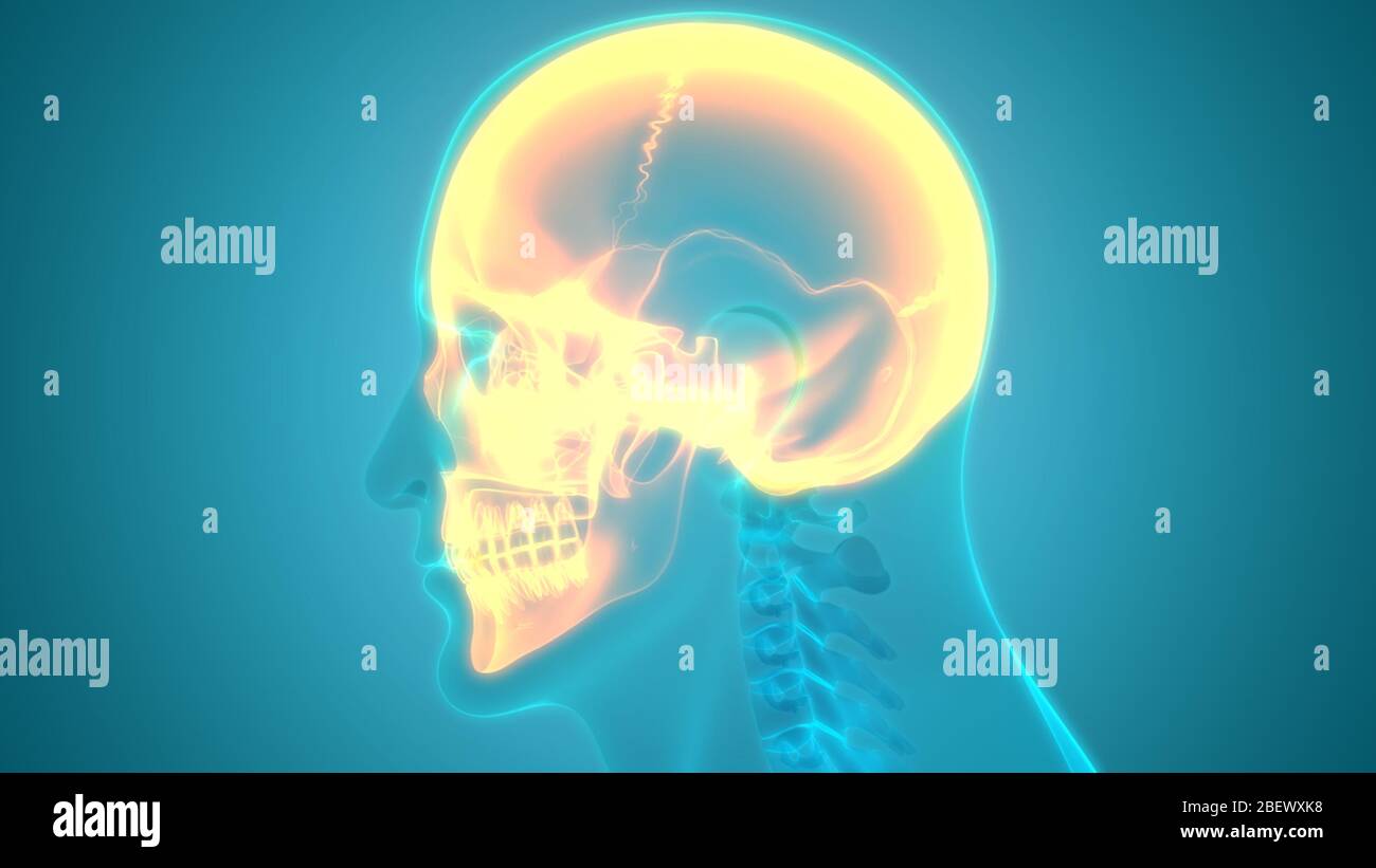 Human Skeleton System Skull Bone Parts Anatomy Stock Photo - Alamy