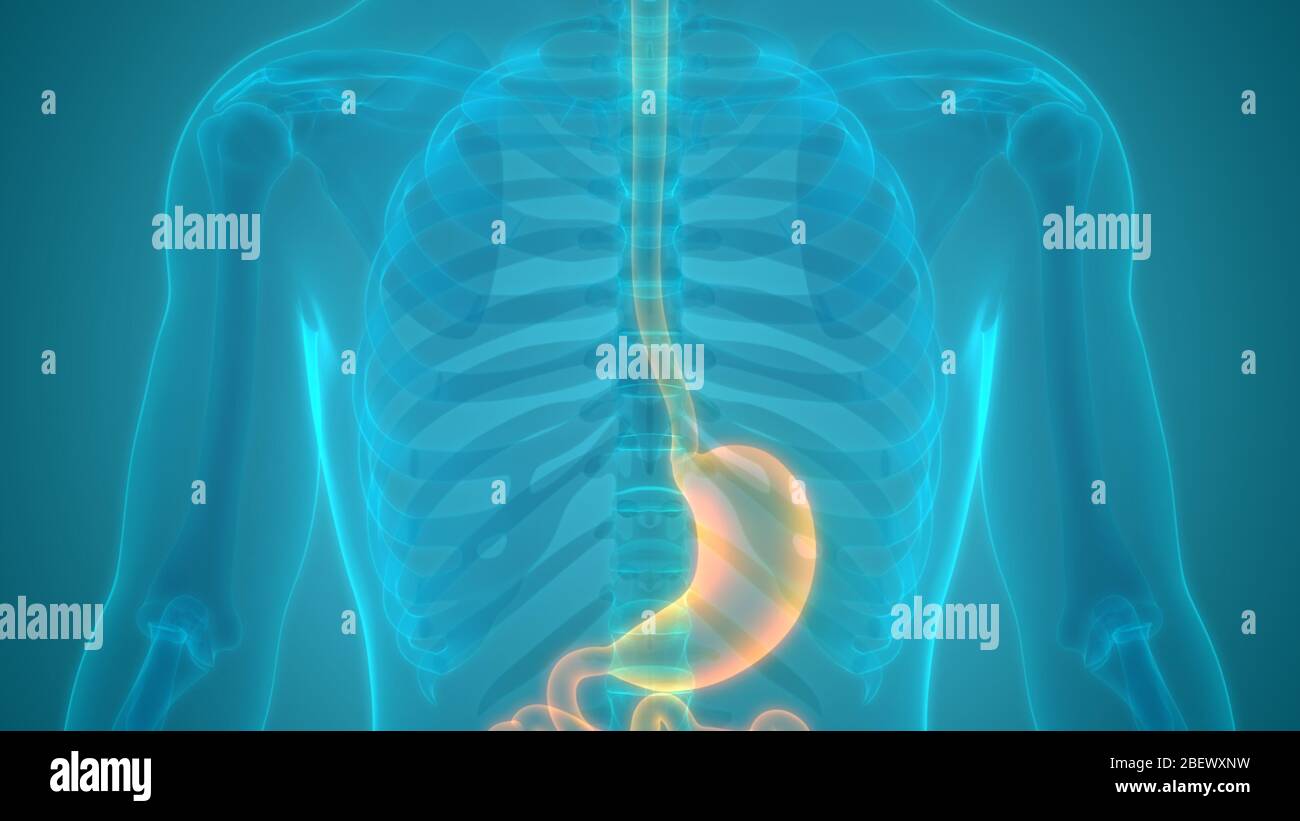 Human Internal Digestive System Organs Stomach Anatomy Stock Photo - Alamy