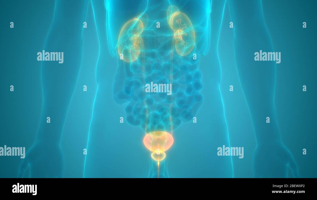 Human Urinary System Kidneys with Bladder Anatomy Stock Photo - Alamy