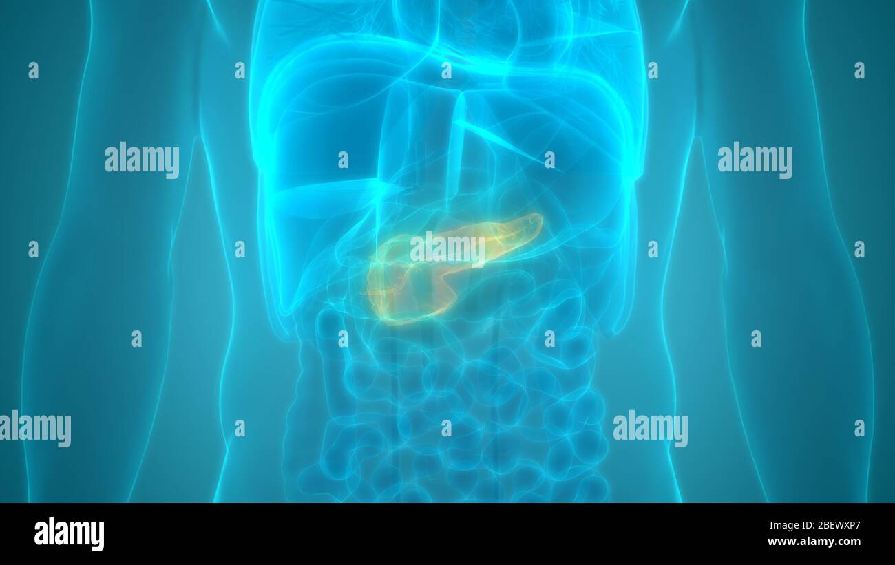 Human Internal Digestive System Organs Pancreas Anatomy Stock Photo - Alamy