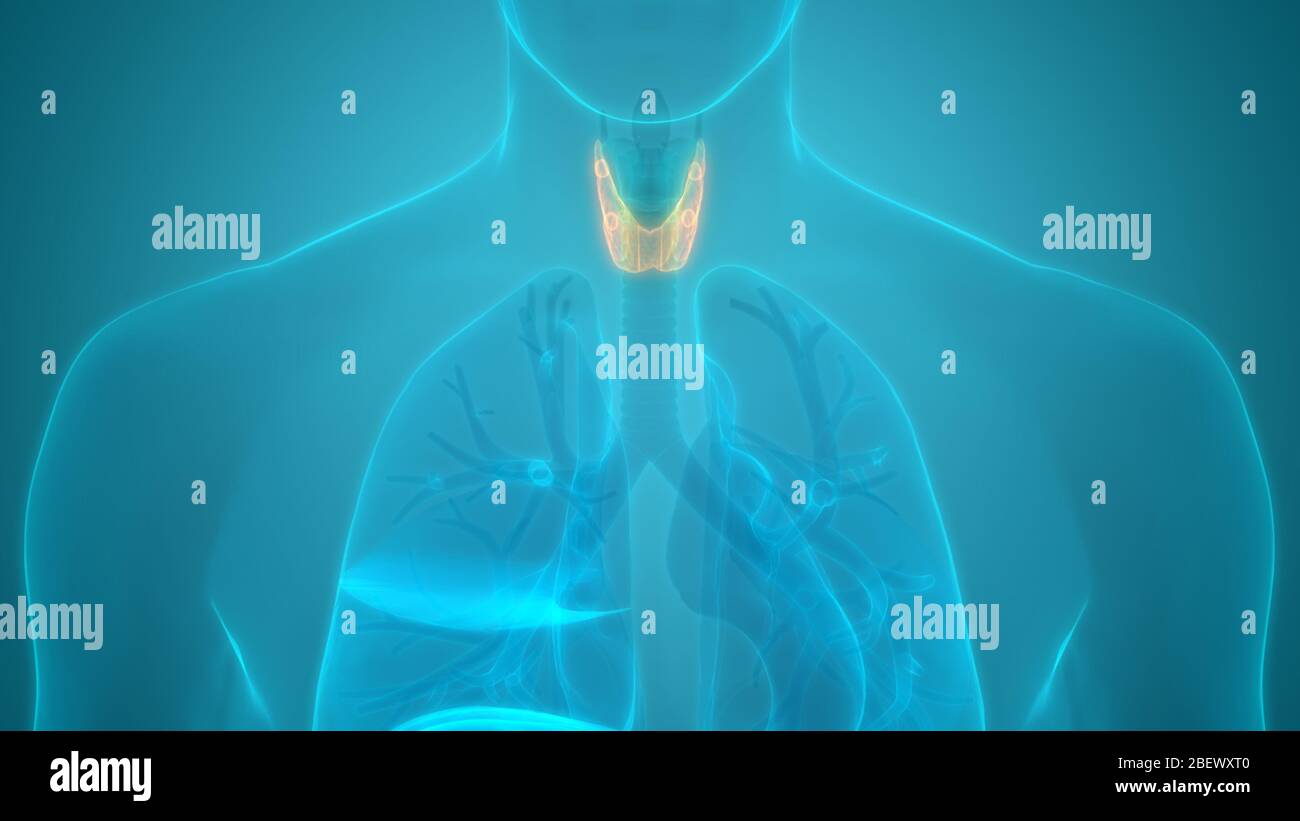 Human Glands Thyroid Gland Anatomy Stock Photo - Alamy