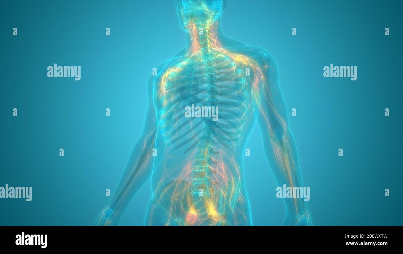 Human Skeleton System with Nervous System Anatomy Stock Photo - Alamy