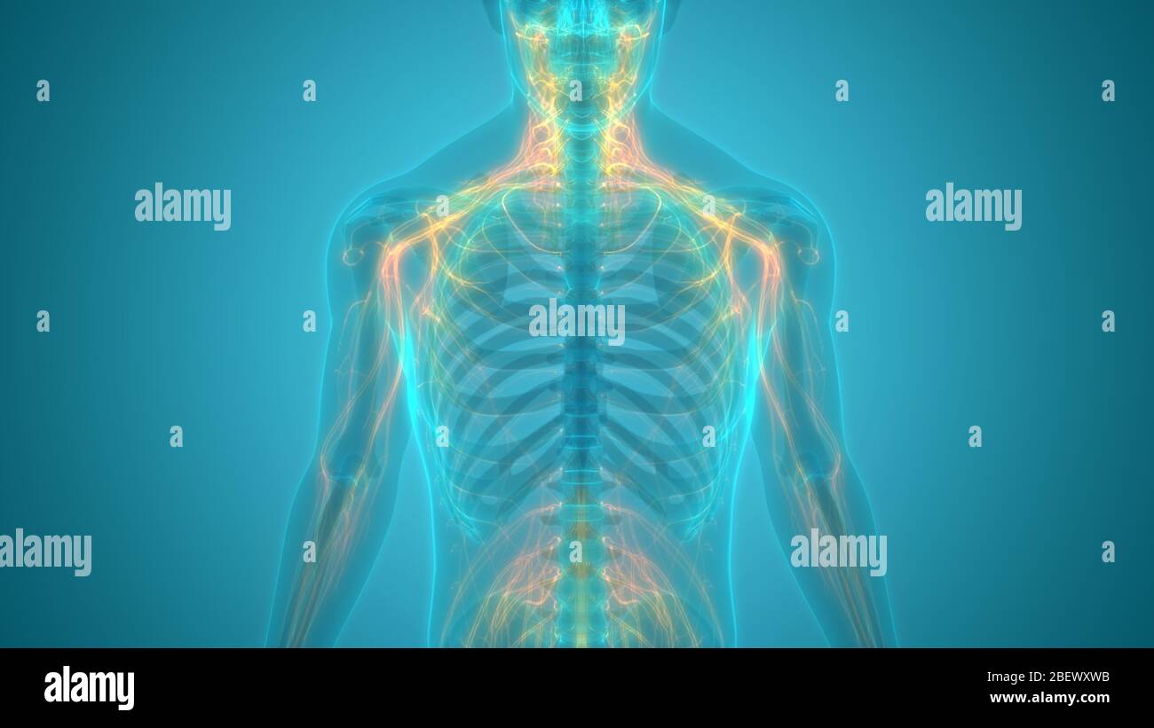 Human Skeleton System with Nervous System Anatomy Stock Photo - Alamy