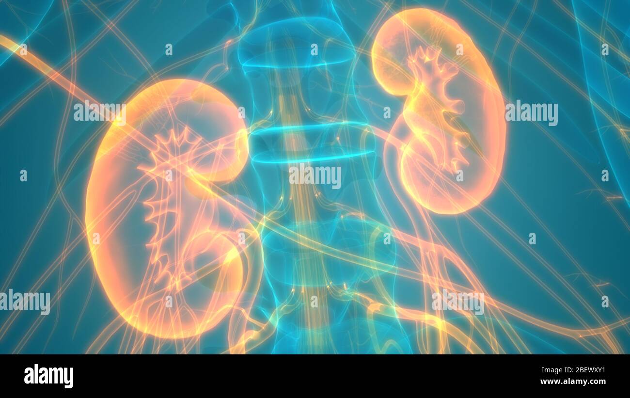 Human Urinary System Kidneys with Bladder Anatomy Stock Photo - Alamy