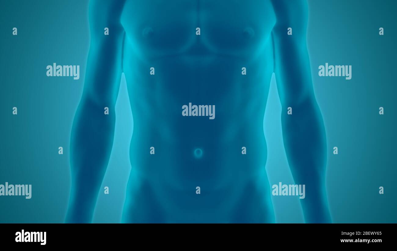 Human Male Body Anatomy Stock Photo - Alamy