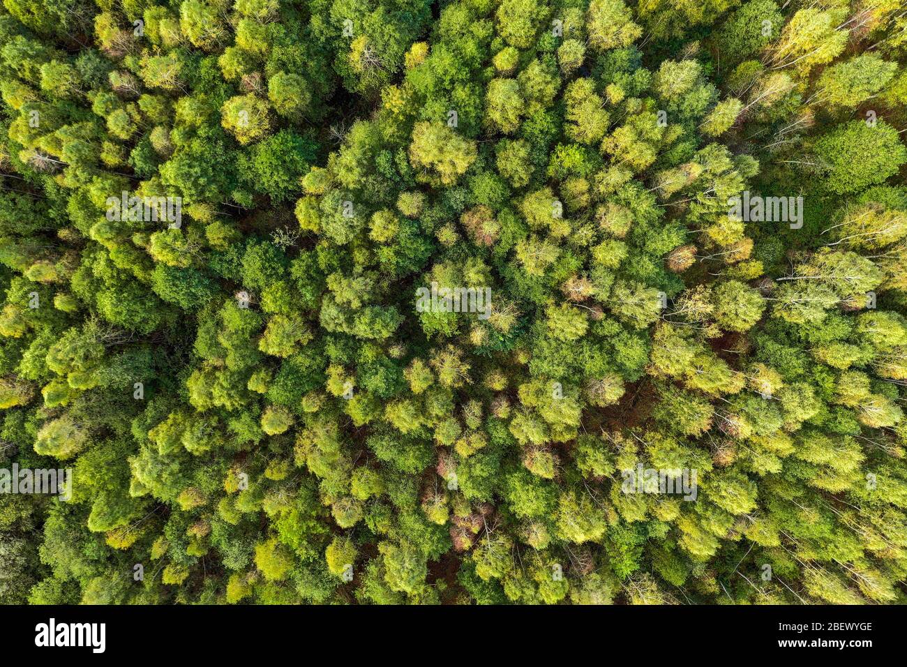 Aerial drone photo forest hi-res stock photography and images - Alamy