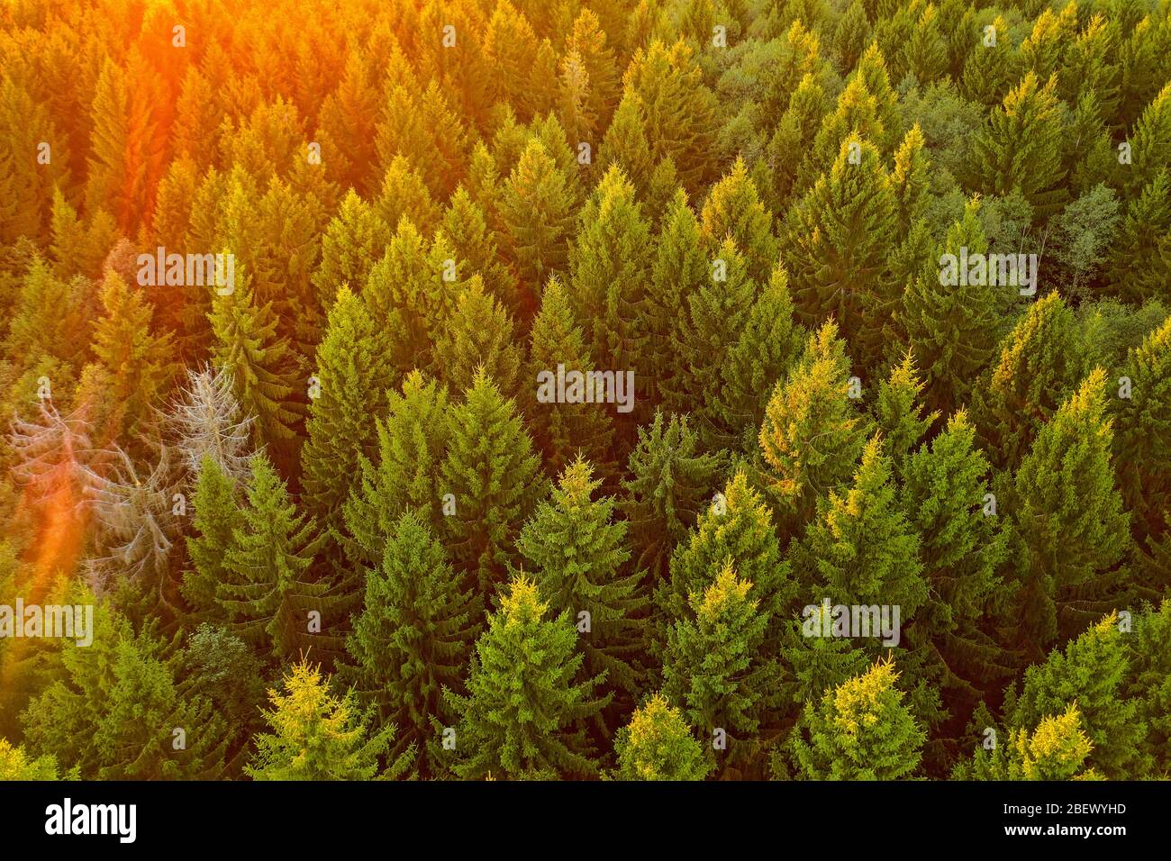 Aerial view on pine forest lit by sunset sun rays. Beautiful pine ...