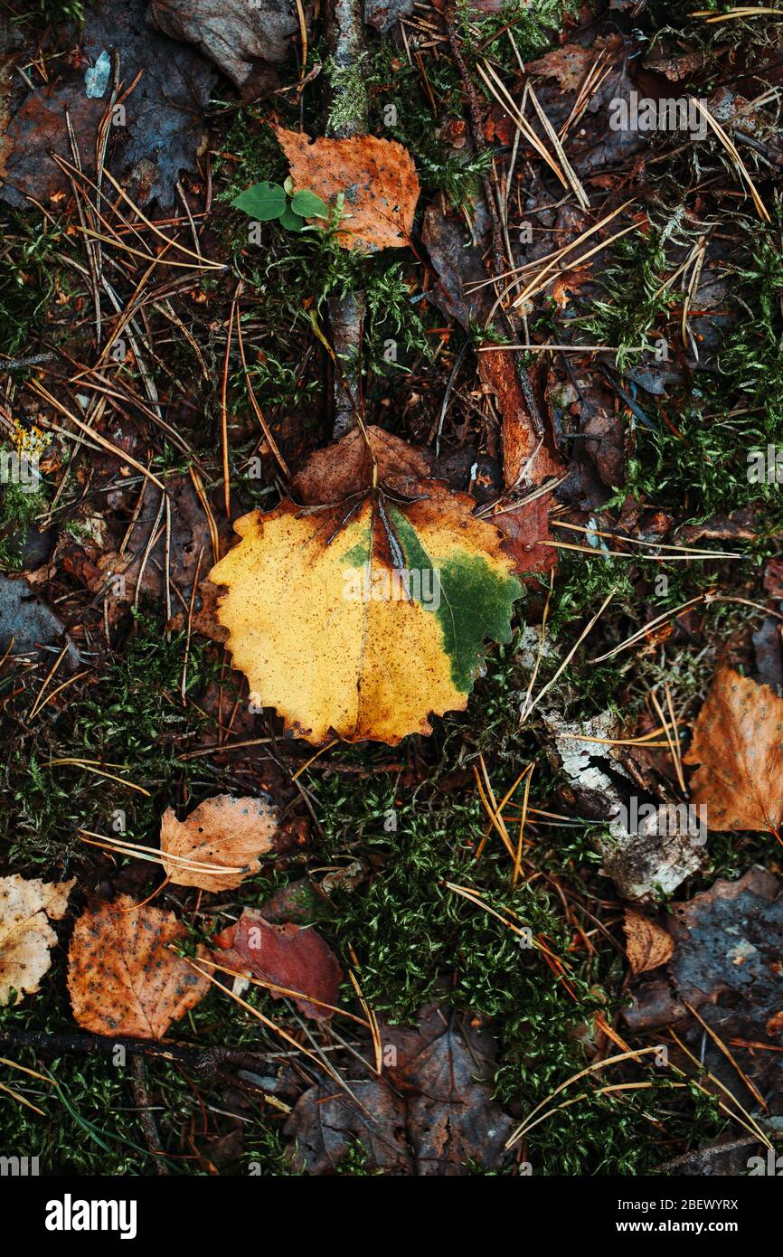 Fall foliage backdrop hi-res stock photography and images - Alamy