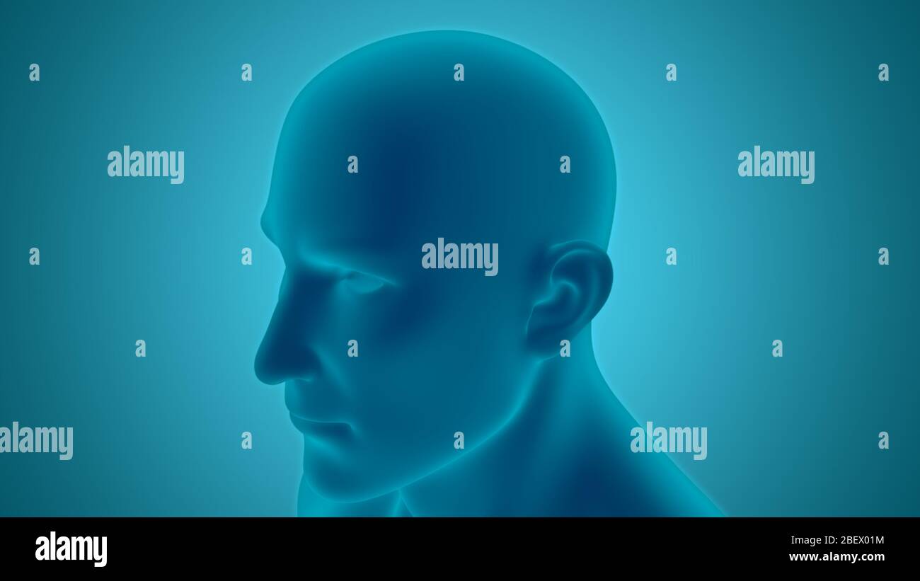 Male abdomen anatomy hi-res stock photography and images - Alamy