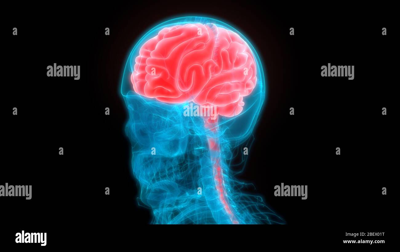 Central Organ of Human Nervous System Brain Anatomy Stock Photo - Alamy