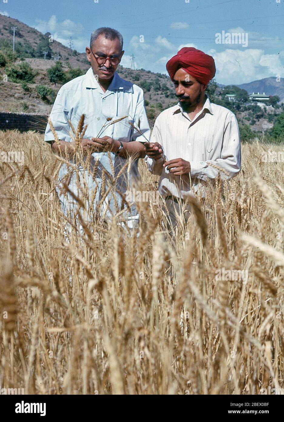 Two men examining wheat hi-res stock photography and images - Alamy