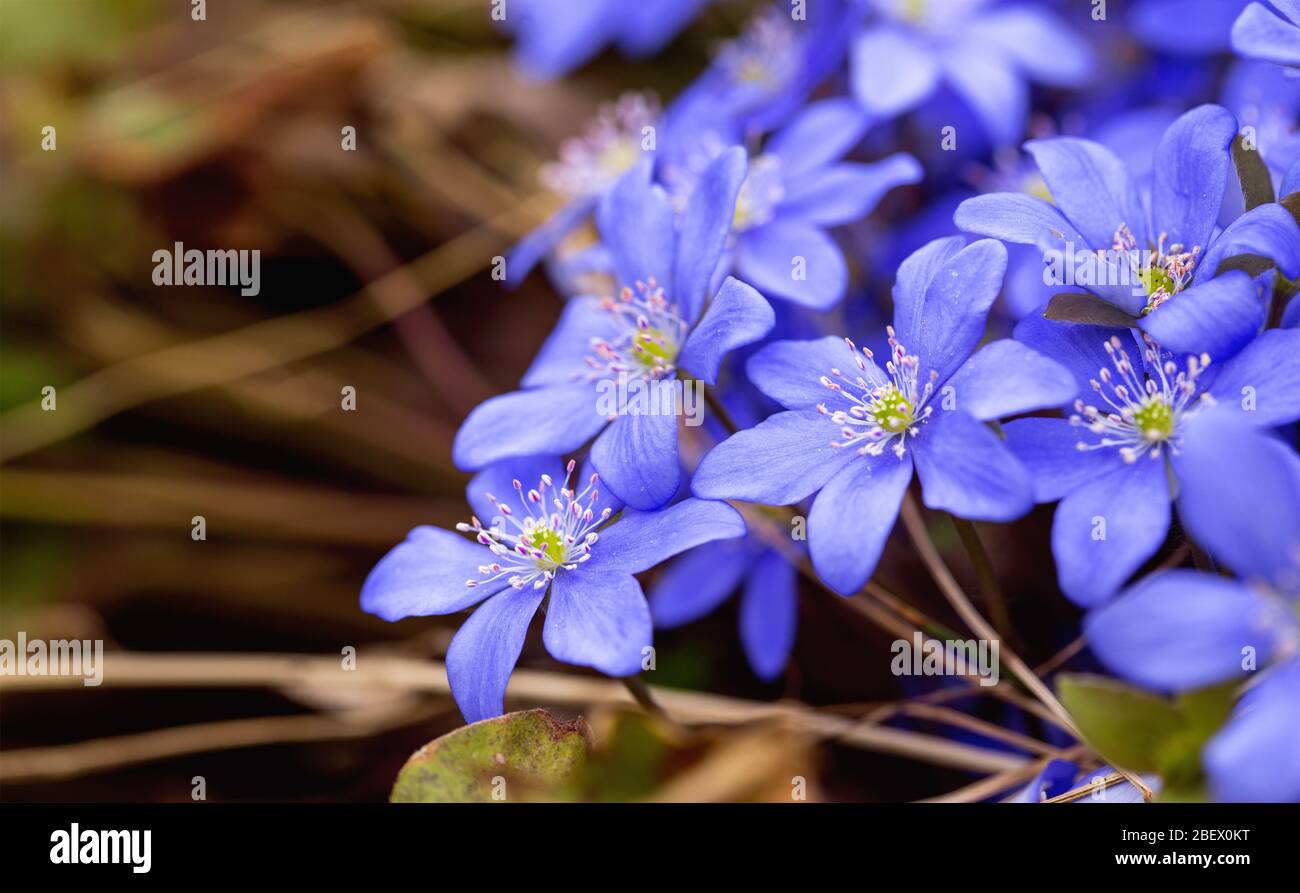 Spring flowers macro hi-res stock photography and images - Alamy