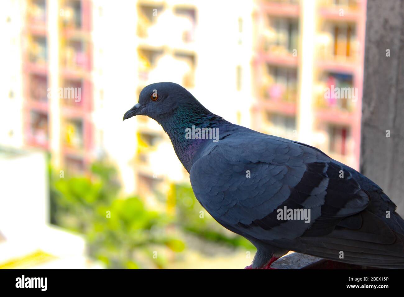 From the height of the bird hi-res stock photography and images - Alamy