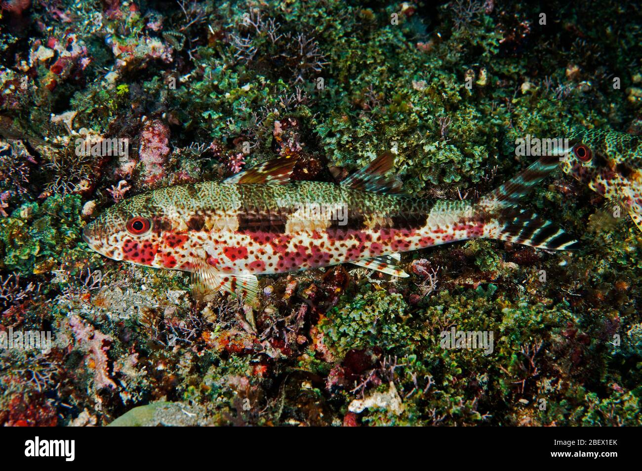 Freckled goatfish, Upeneus tragula, Flores Indonesia Stock Photo - Alamy