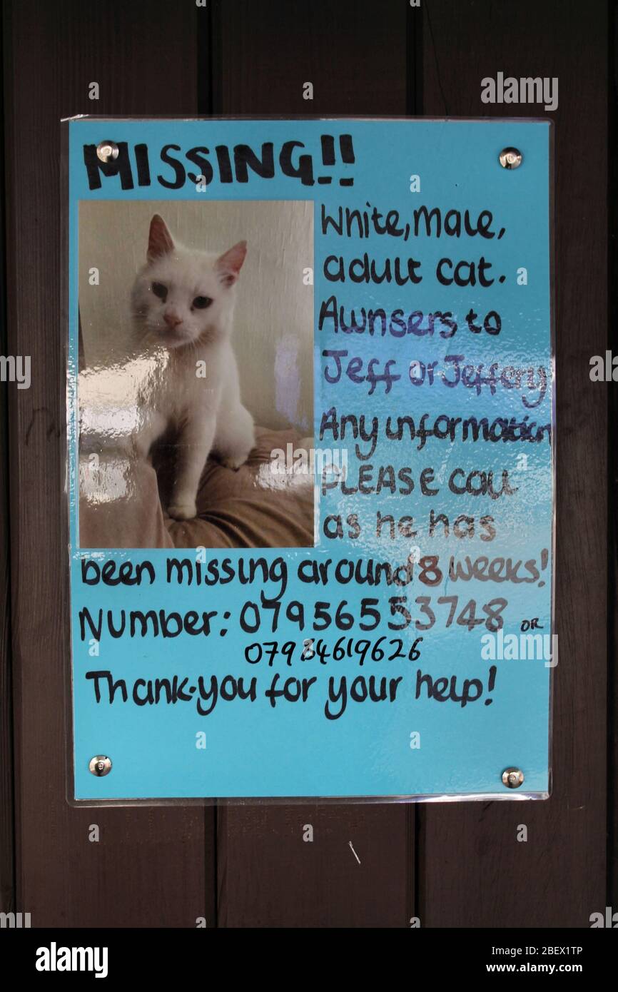 Missing cat hi-res stock photography and images - Alamy
