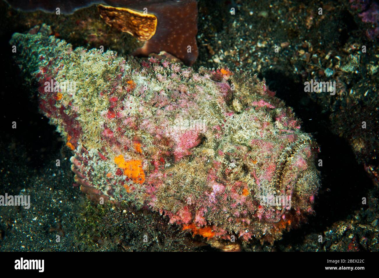 Synanceia verrucosa reef stonefish hi-res stock photography and images ...