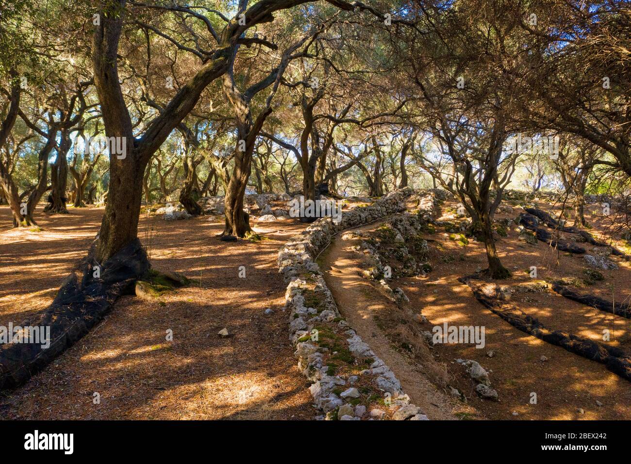 Big and old ancient olive tree in the olive garden in Mediterranean ...