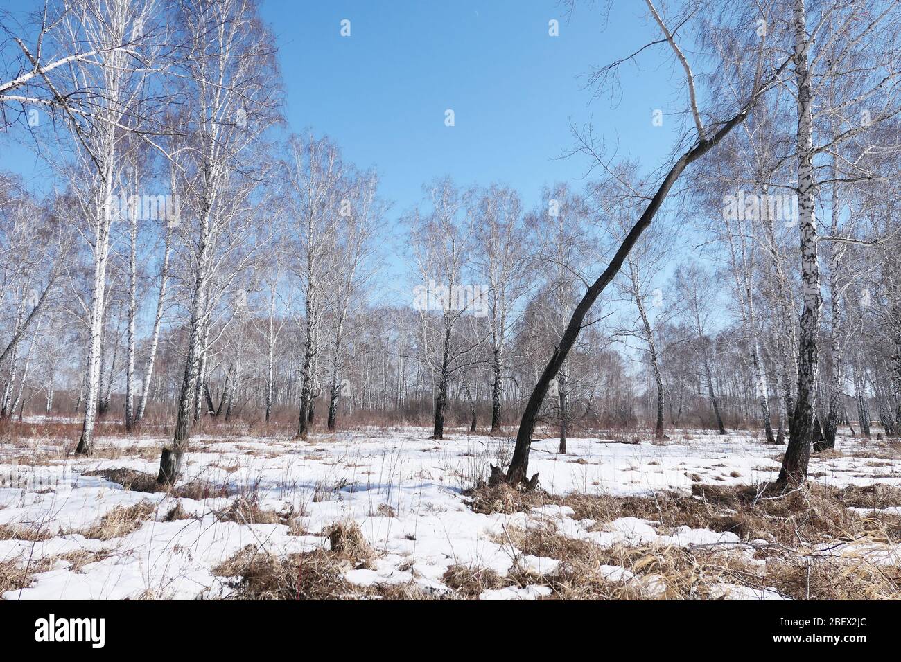 Birch spring forest Stock Photo - Alamy