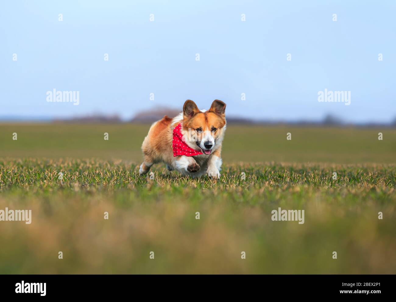 Fast Corgi High Resolution Stock Photography and Images - Alamy
