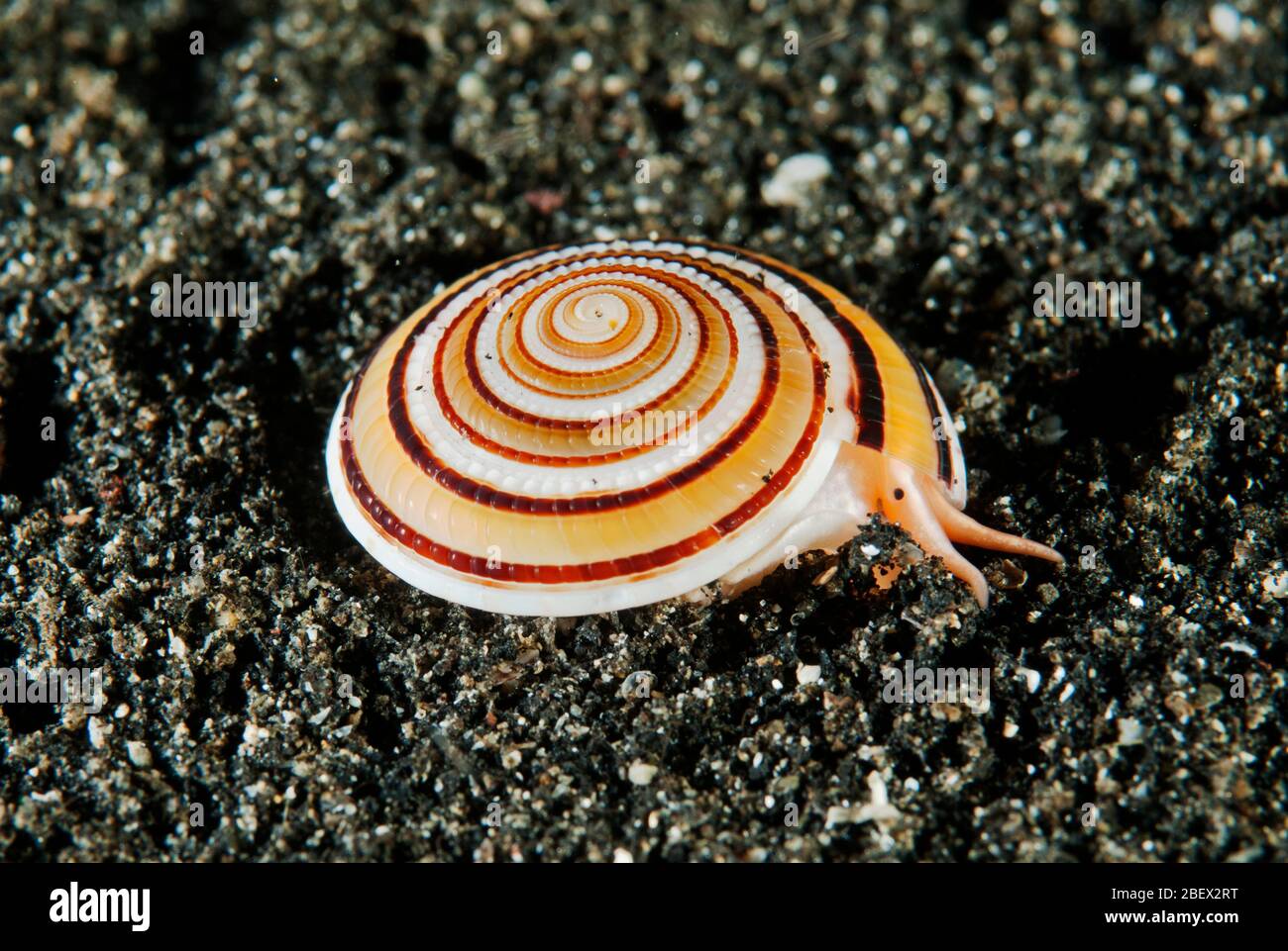 Sundial snail, Architectonica perspectiva, Sulawesi Indonesia Stock ...