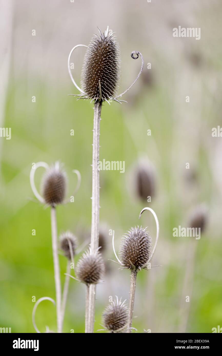 Common teasel dipsacus sylvestris hi-res stock photography and images ...