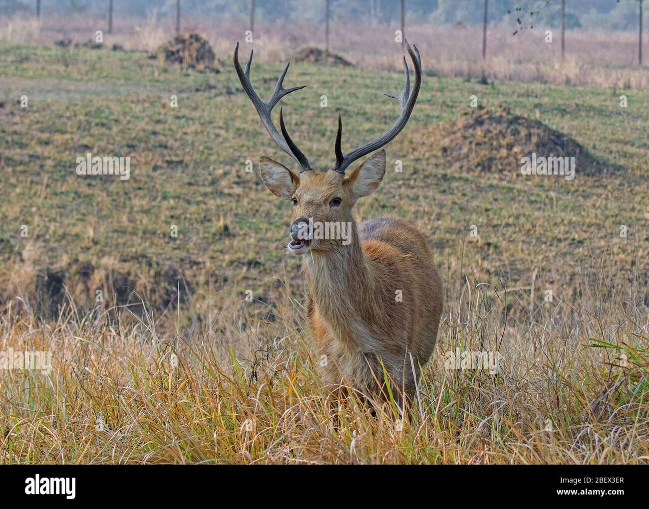Barasingha hi-res stock photography and images - Alamy