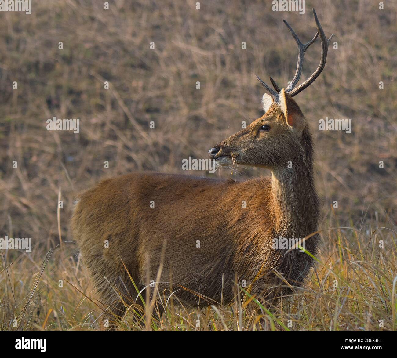 A side profile of a male Barasingha at Kanha National Park, Madhya ...