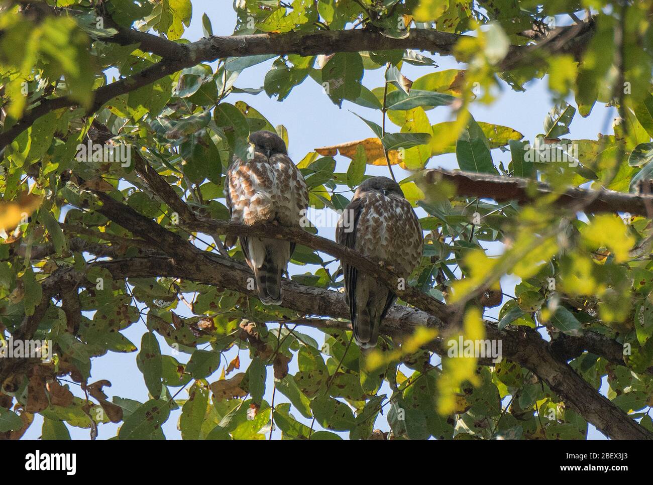 A pair of Brown Hawk Owls resting on a brach of a tree at Kanha ...