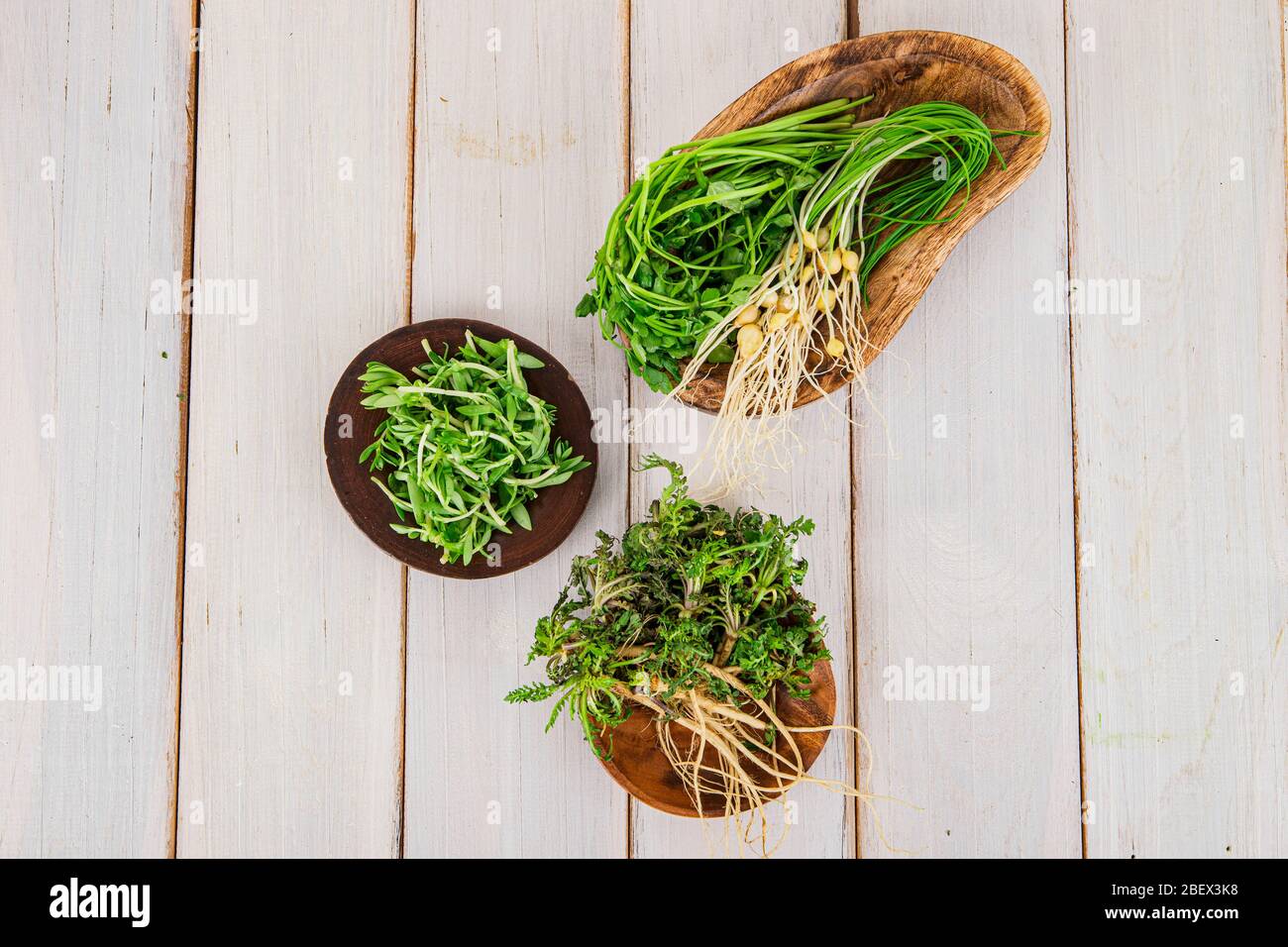 Spring vegetables and herbs, close up of nutritious greens sprouting in ...