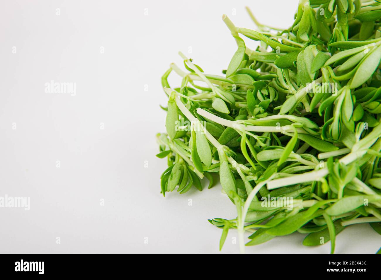 Spring vegetables and herbs, close up of nutritious greens sprouting in ...