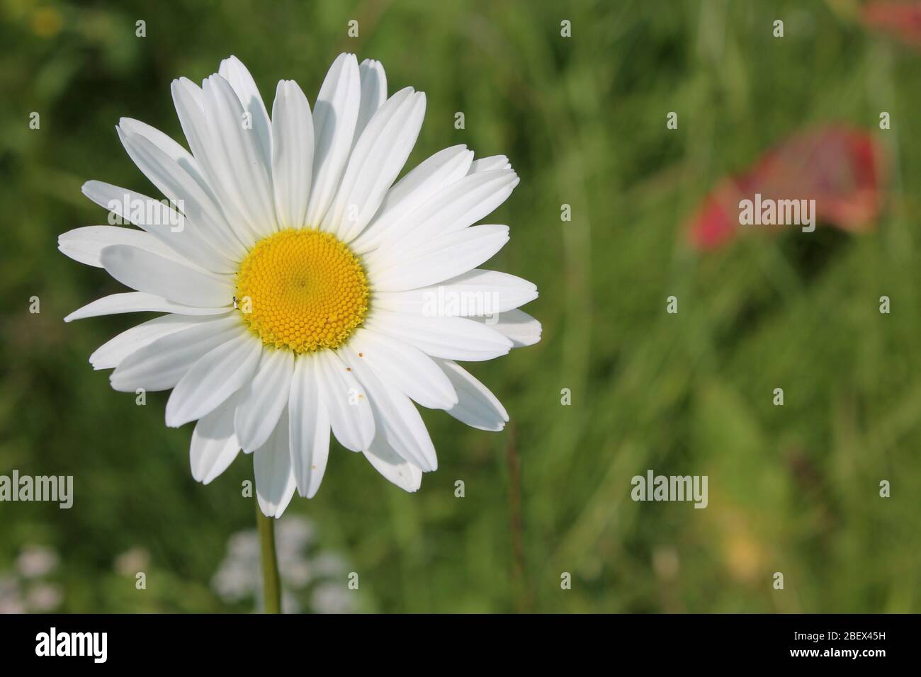 Picture of oxeye daisy herb. Herbal medicine, tea and infusion, natural ...