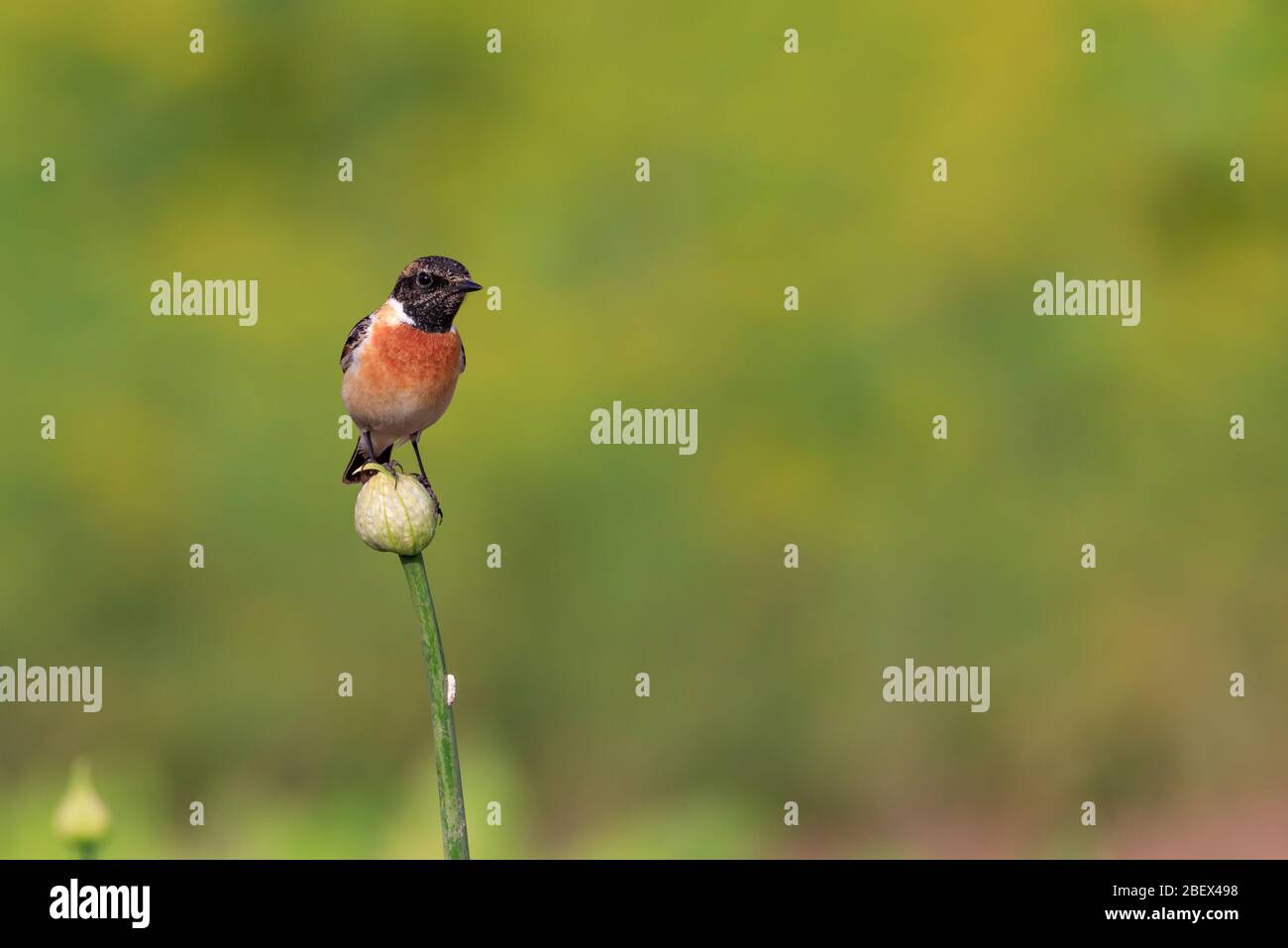 The European Stonechat (Saxicola rubicola) / Birds of Bahrain Stock ...
