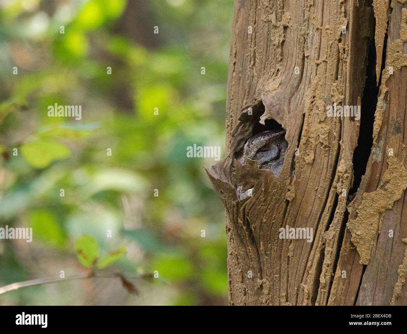 An Indian Scops Owl inside a tree at Kanha National Park, Madhya ...